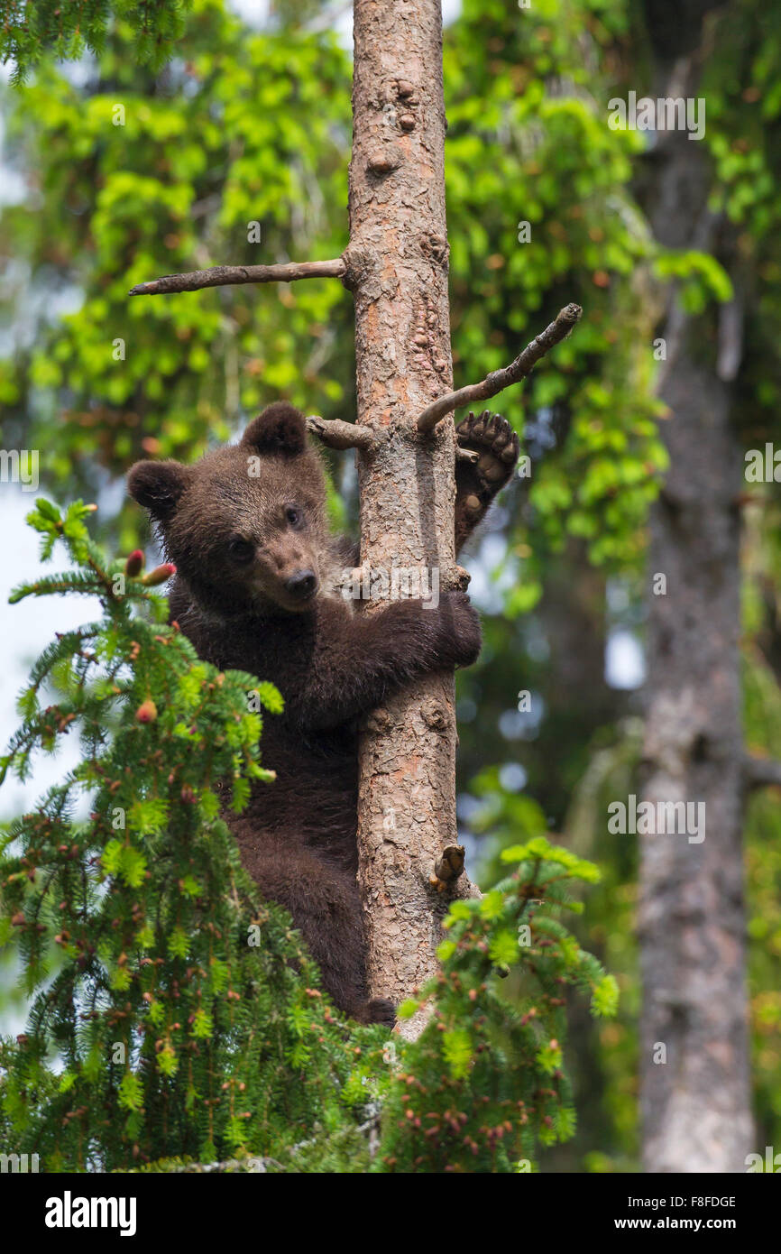 Brown bear (Ursus arctos) cub climbing pine tree in coniferous forest ...
