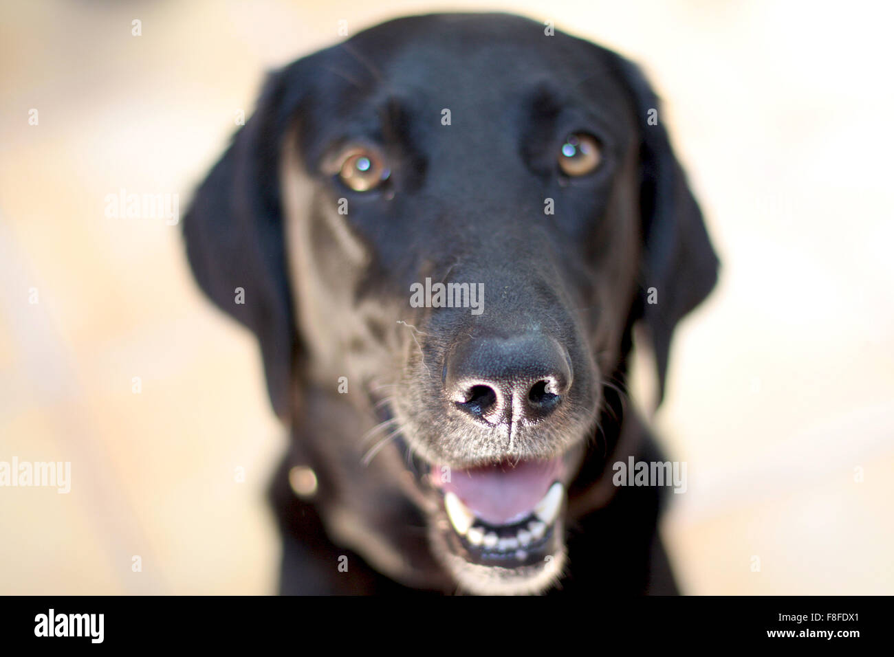 Low nose hi-res stock photography and images - Alamy