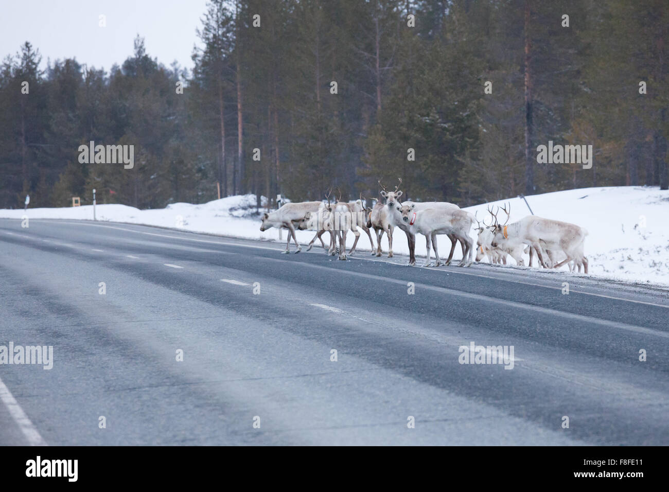 Reindeer flock in the way at road Stock Photo - Alamy