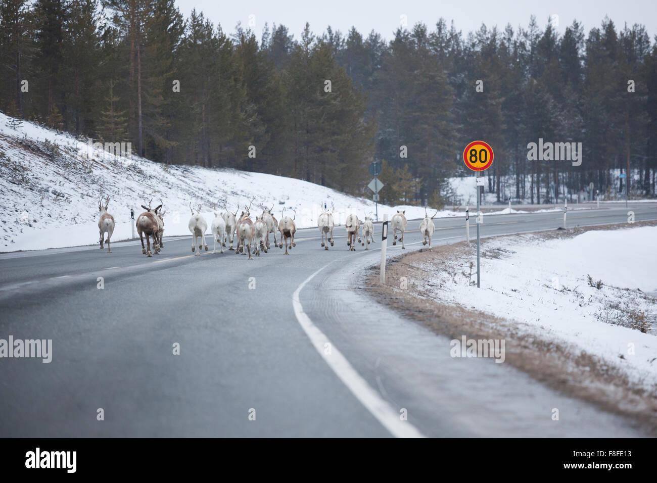 Reindeer flock in the way at road Stock Photo - Alamy