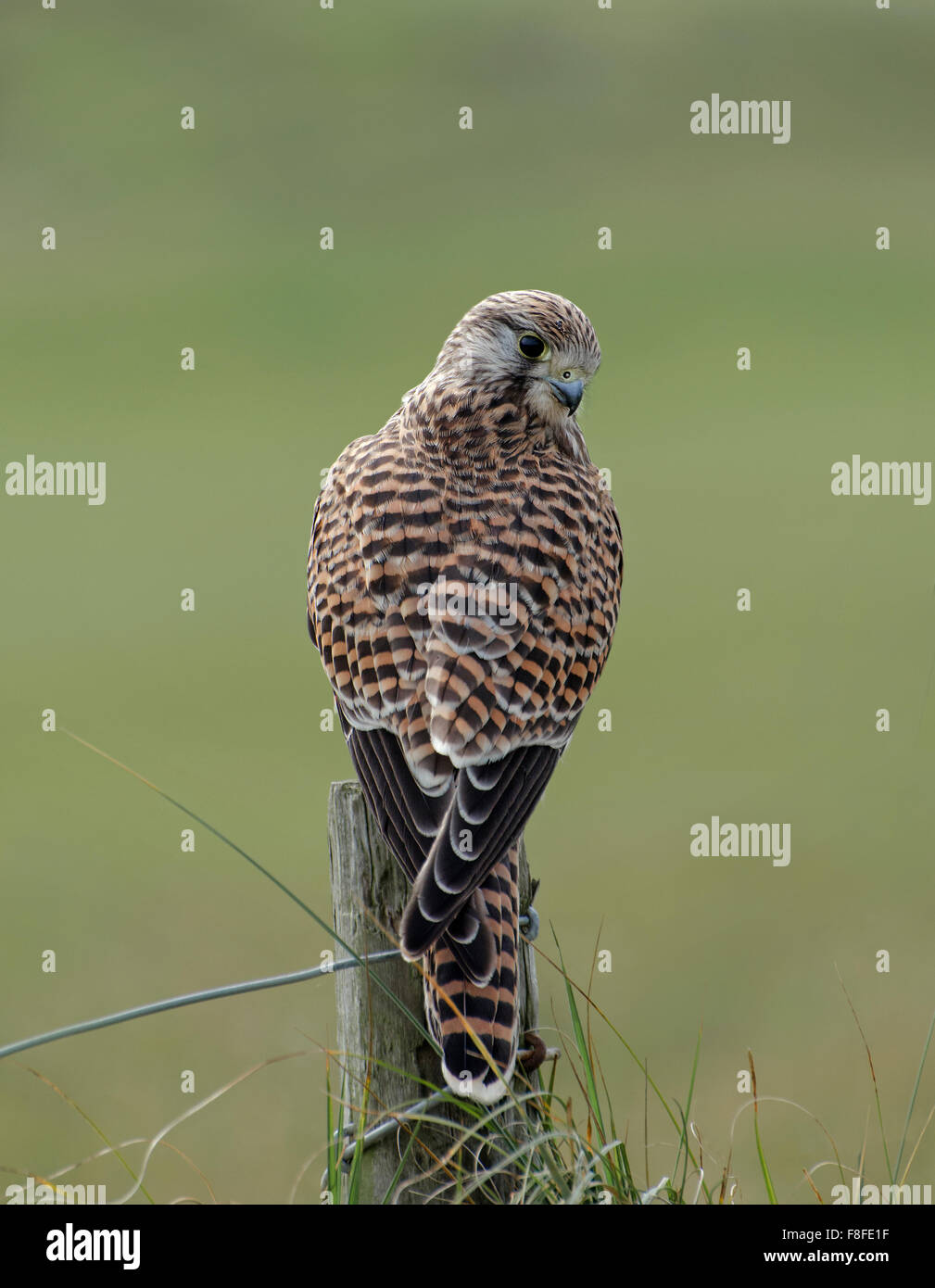 Common kestrel uk hi-res stock photography and images - Alamy