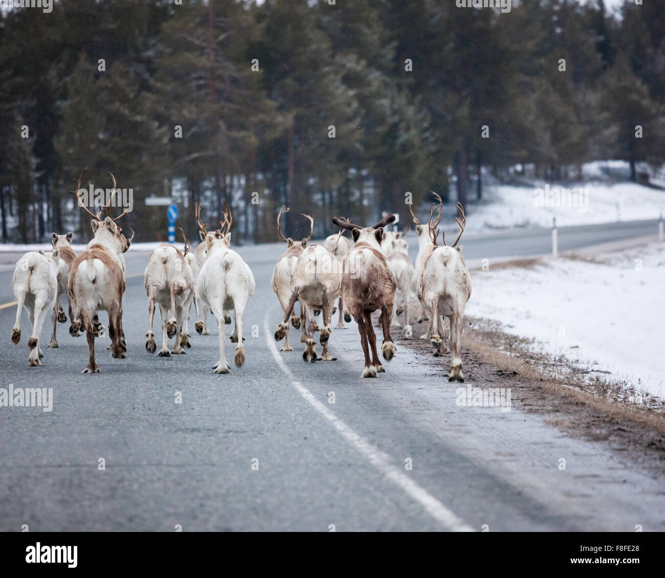 Reindeer flock in the way at road Stock Photo - Alamy