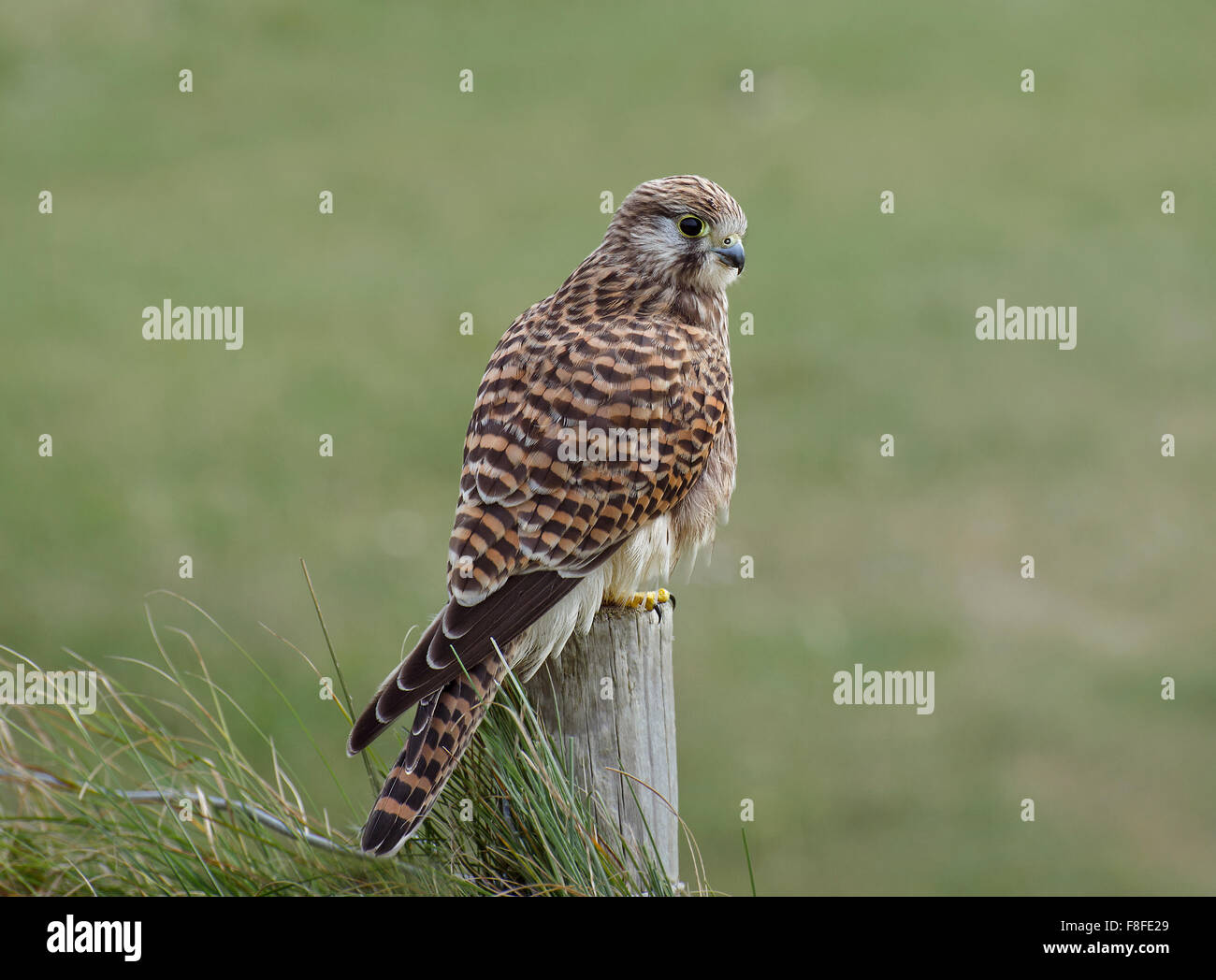 Kestral england hi-res stock photography and images - Alamy