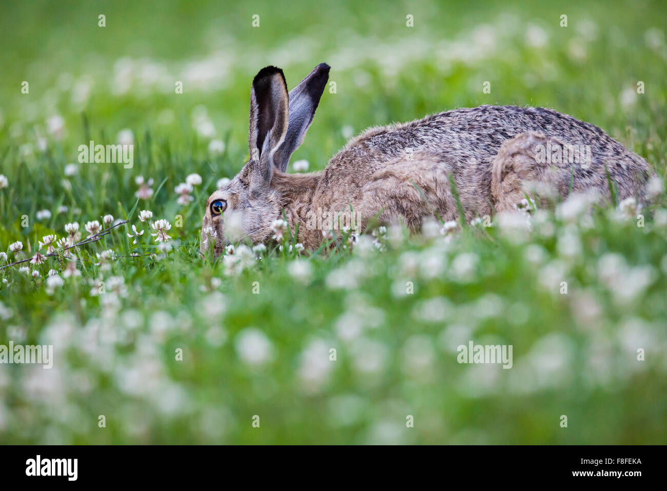 Rabbit eating grass Stock Photo - Alamy