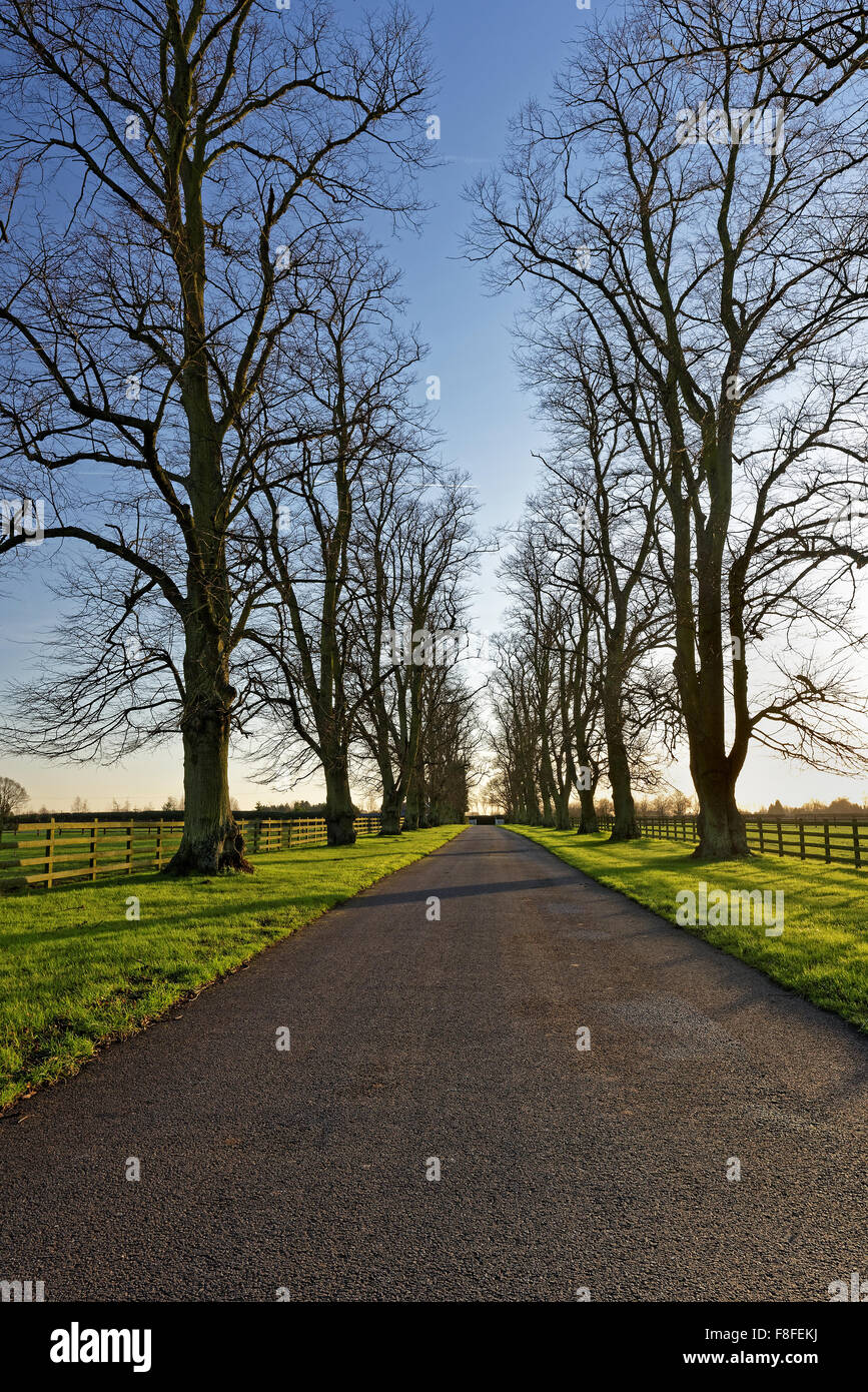 In winter bare oak trees line the sides of a driveway leading to a ...