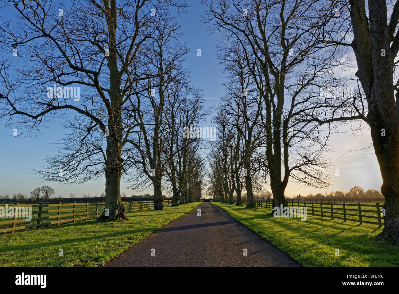 In winter bare oak trees line the sides of a driveway leading to a ...
