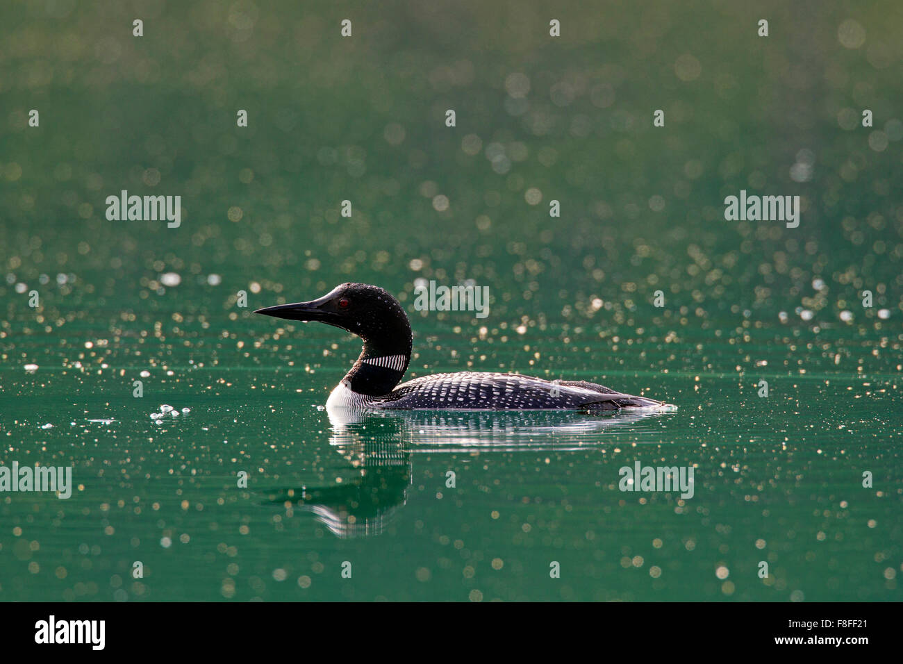 Great Northern Diver / Great northern loon / common loon (Gavia immer ...