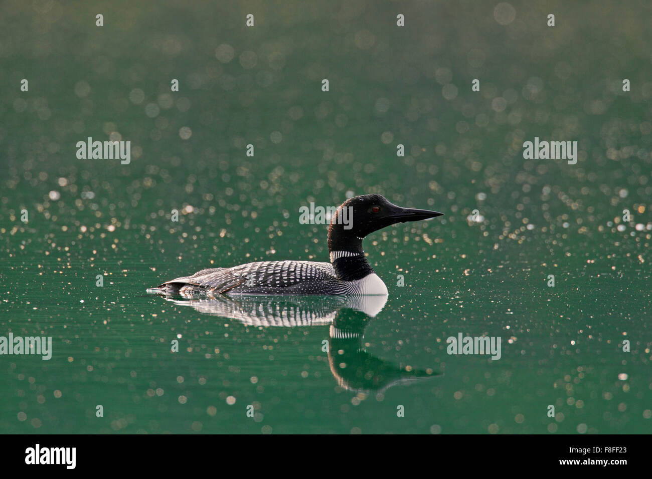 Great Northern Diver / Great northern loon / common loon (Gavia immer ...
