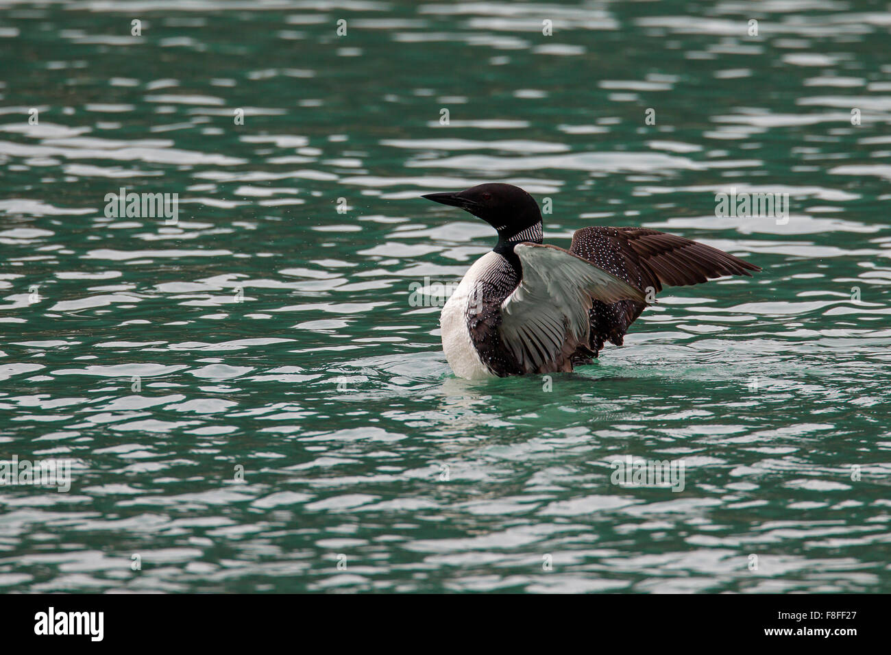Immer divers loons hi-res stock photography and images - Alamy