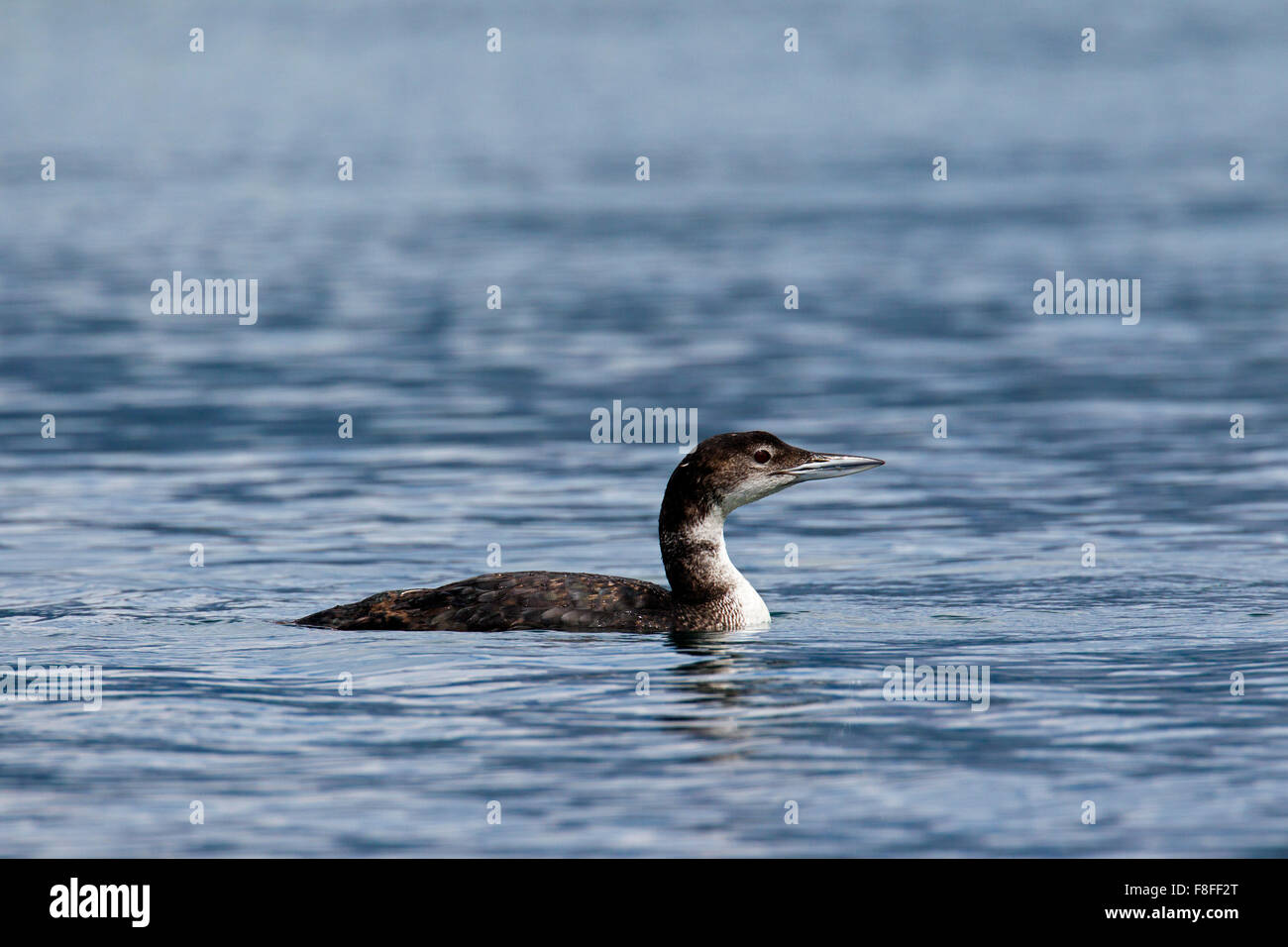 Great Northern Diver / Great northern loon / common loon (Gavia immer ...