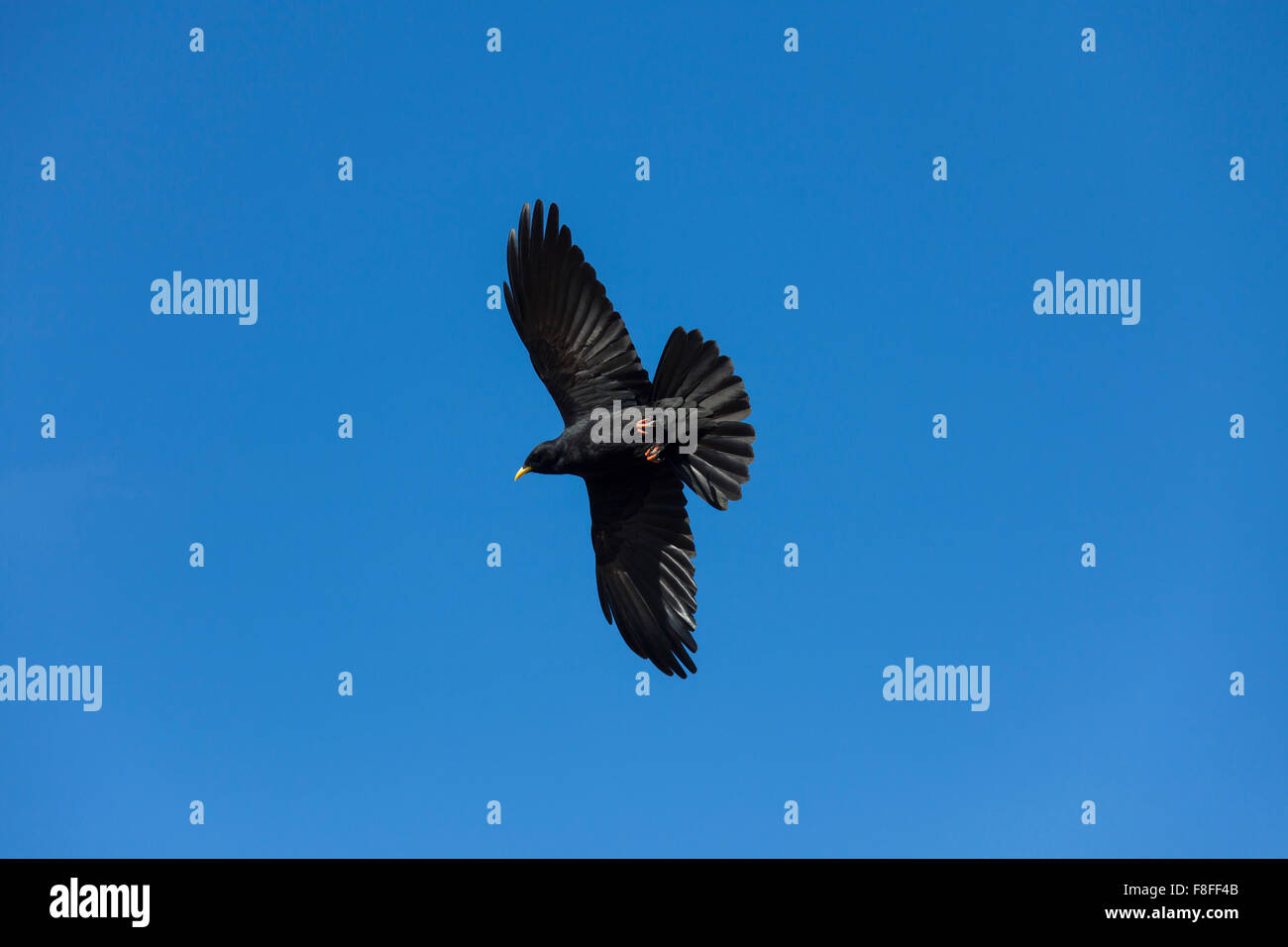 Alpine chough / yellow-billed chough (Pyrrhocorax graculus) in flight ...