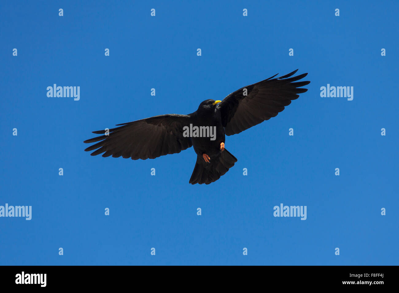 Alpine chough / yellow-billed chough (Pyrrhocorax graculus) in flight ...