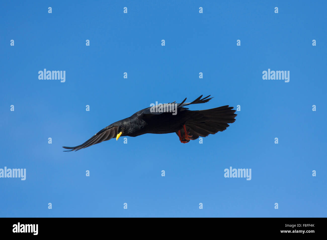 Alpine chough / yellow-billed chough (Pyrrhocorax graculus) in flight ...