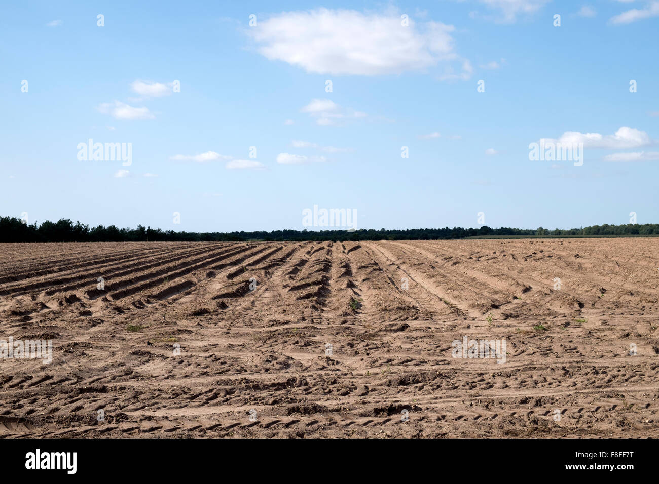 Arable farmland rutted with wheel marks from heavy machinery, Sutton ...