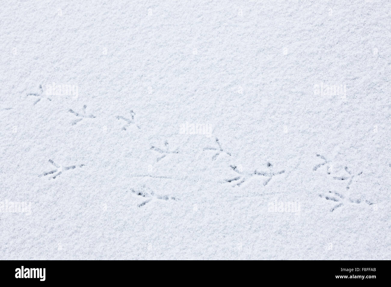 Bird tracks on snow Stock Photo - Alamy