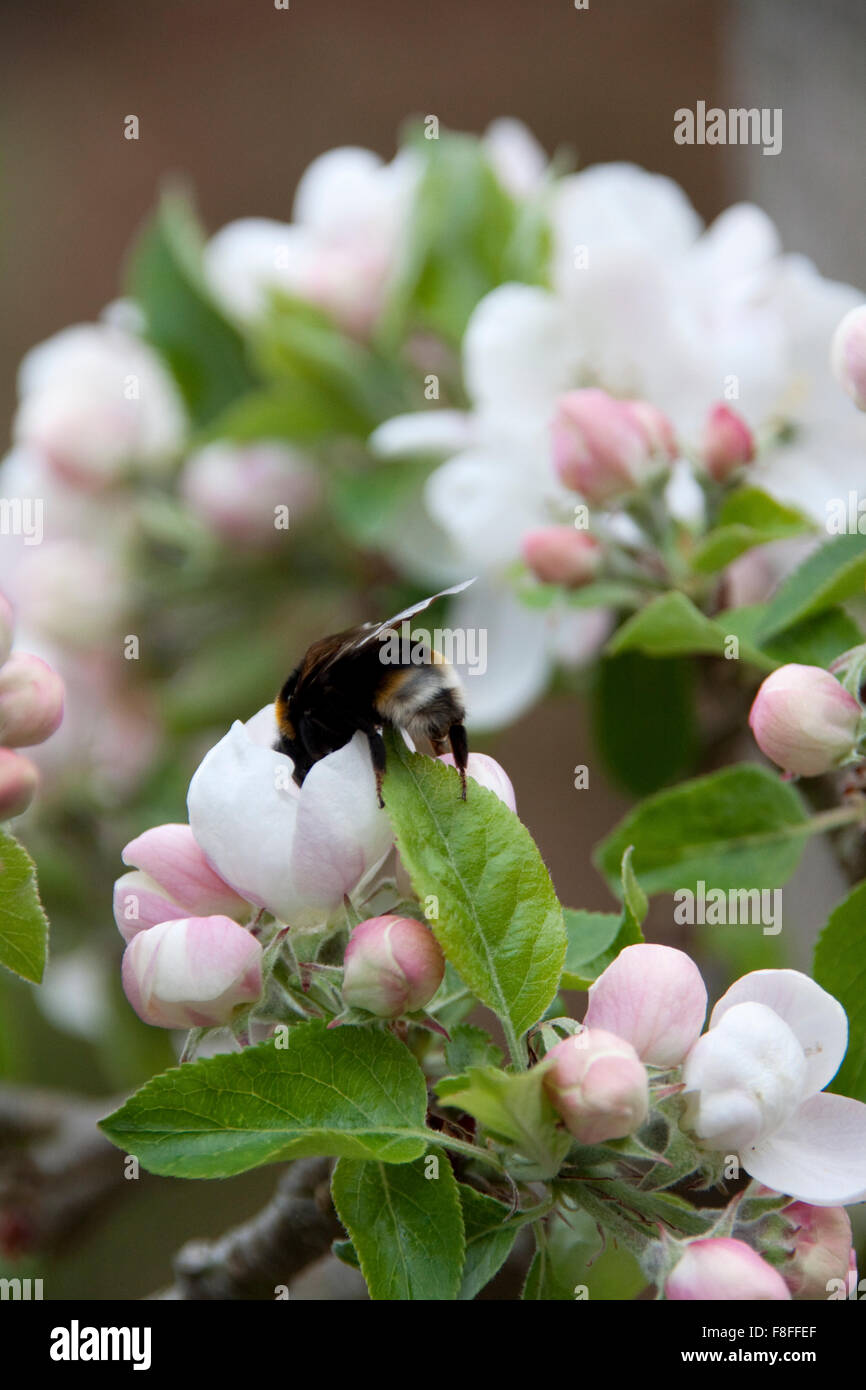 Apple Blossom with Bumblebee Stock Photo - Alamy
