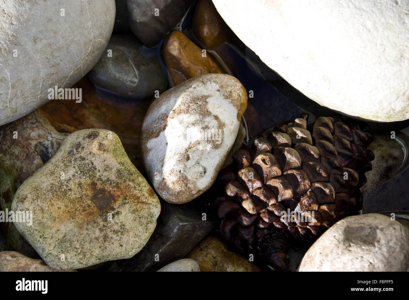 A collection of stones and a pine cone Stock Photo - Alamy