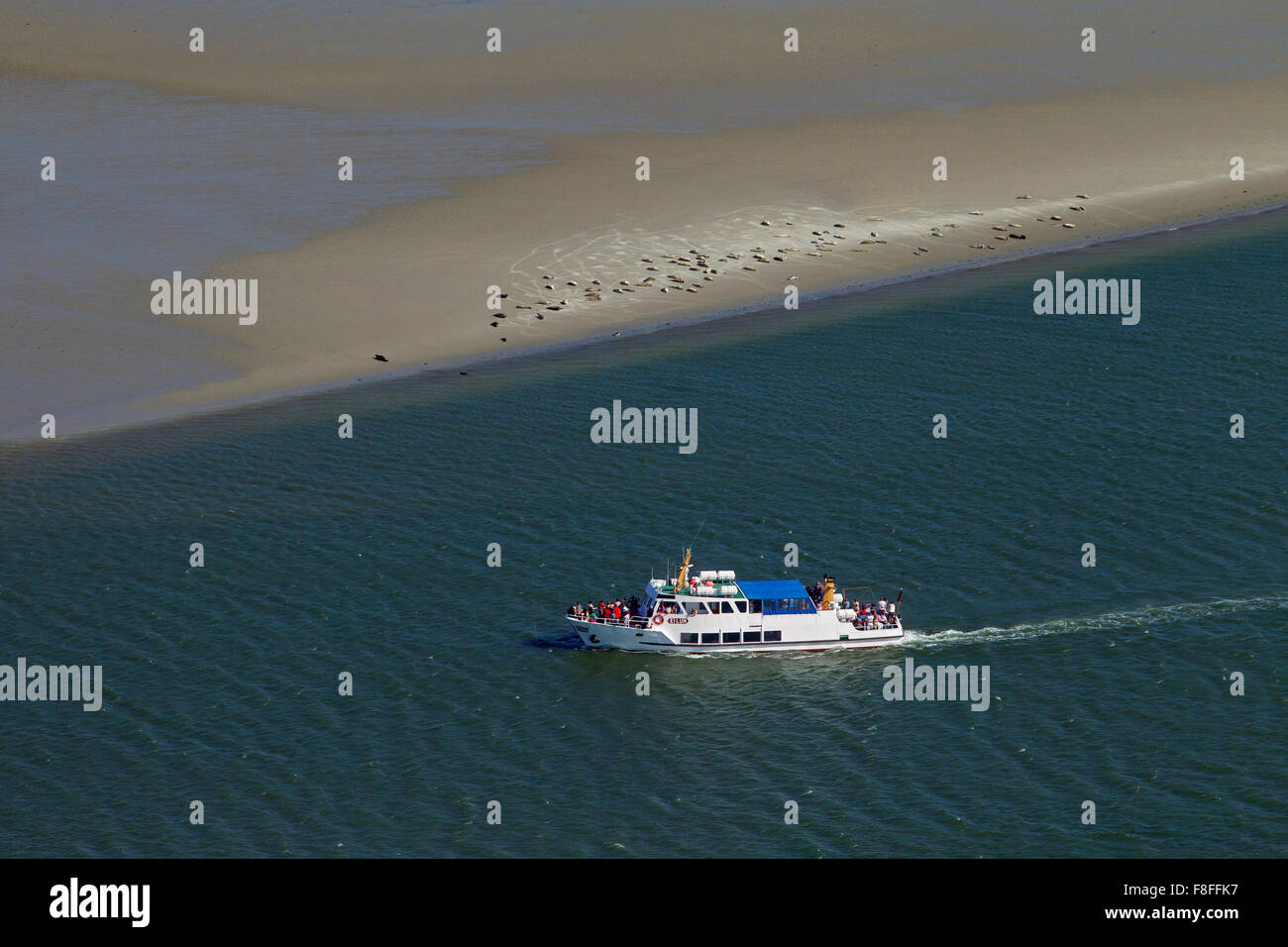 Boat with tourists visiting common seal colony on sandbank in the ...