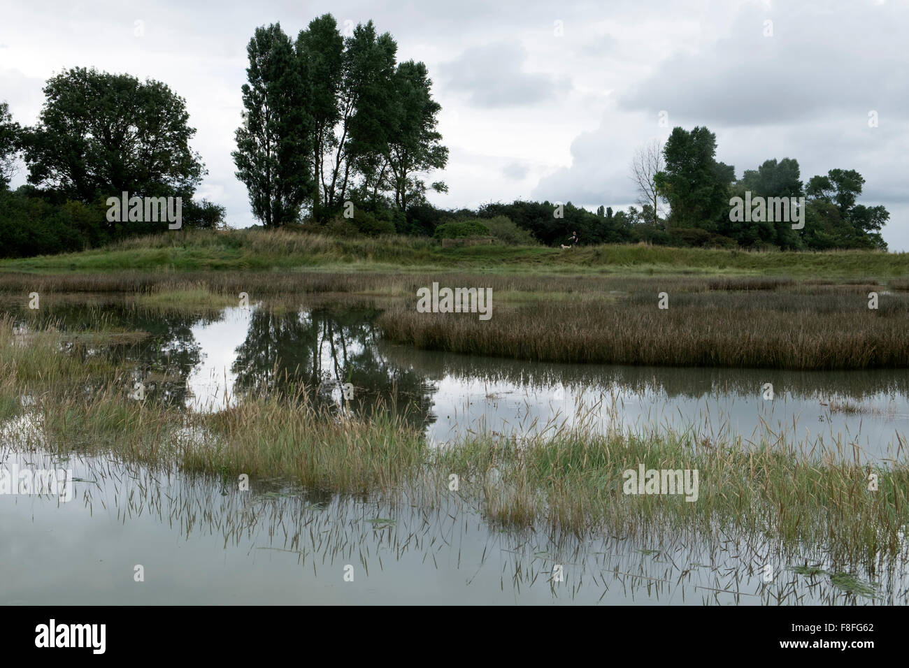 Flooded marshes due to "spring" high tide, Shingle Street, Suffolk, UK ...