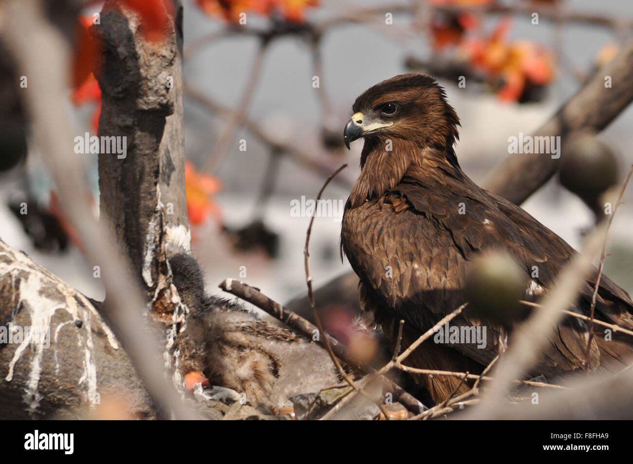 My Mom The Great !!! Mom Black kite with chicks taking rest in her nest ...