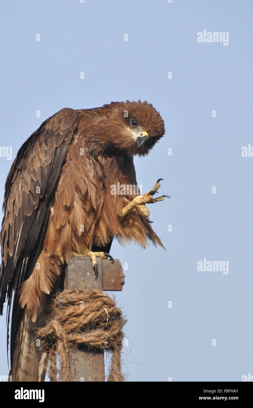 Thousand Salutes to All Nature Lovers !!! Dad Black kite on a pole ...