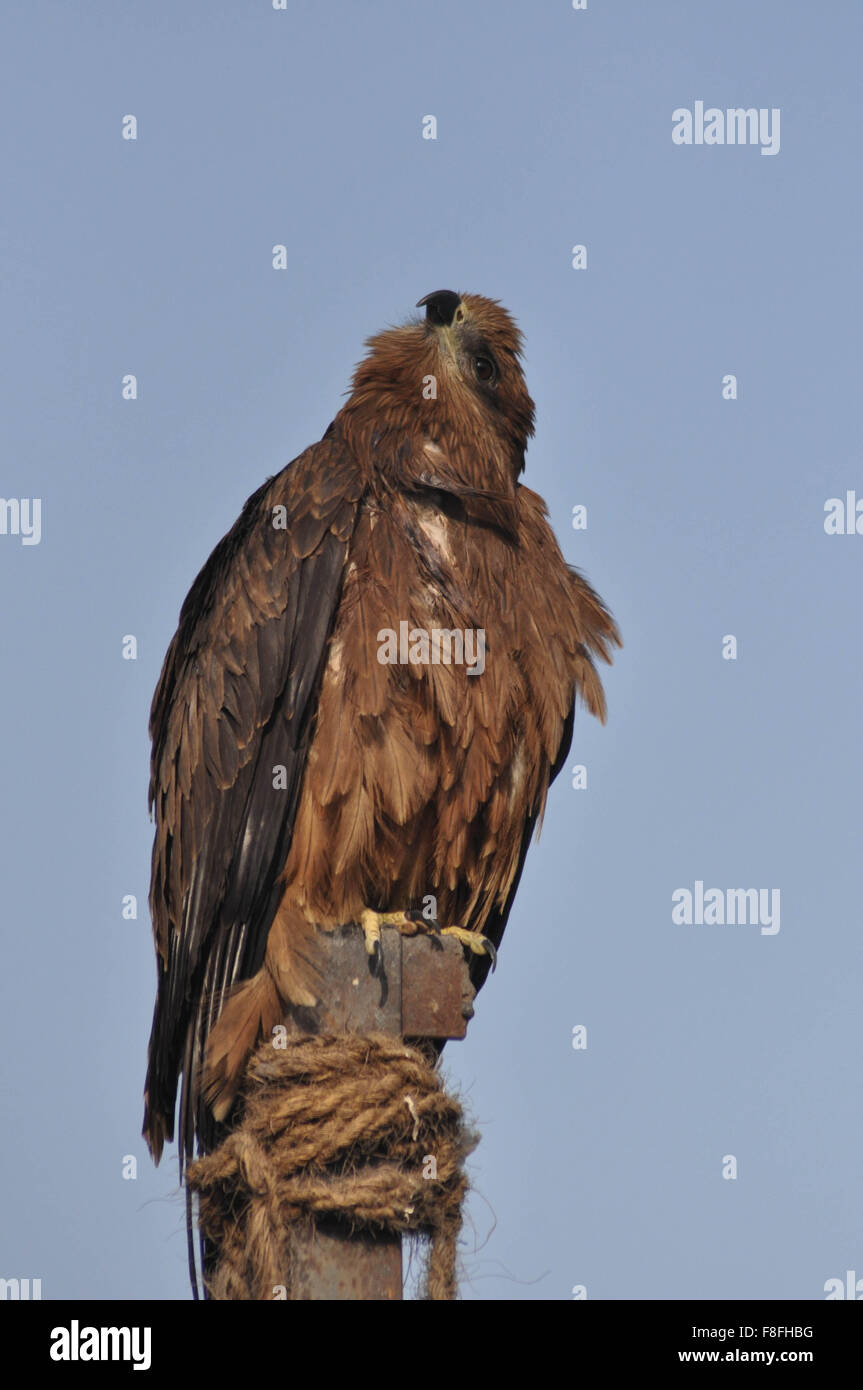 My God Lives There !!!!!!! Dad Black kite sitting on a pole guarding ...