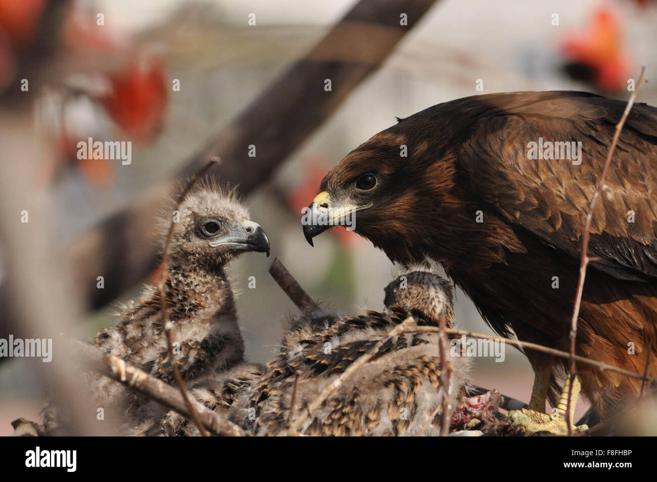 Black kite nest hi-res stock photography and images - Alamy