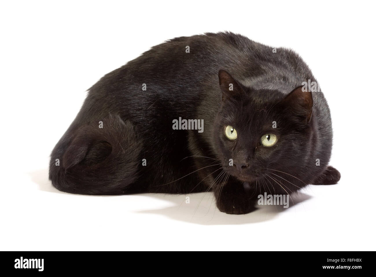 Black cat sitting in Cut Out Stock Images & Pictures - Alamy