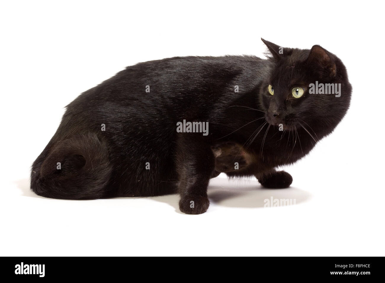 Black cat sitting in Cut Out Stock Images & Pictures - Alamy