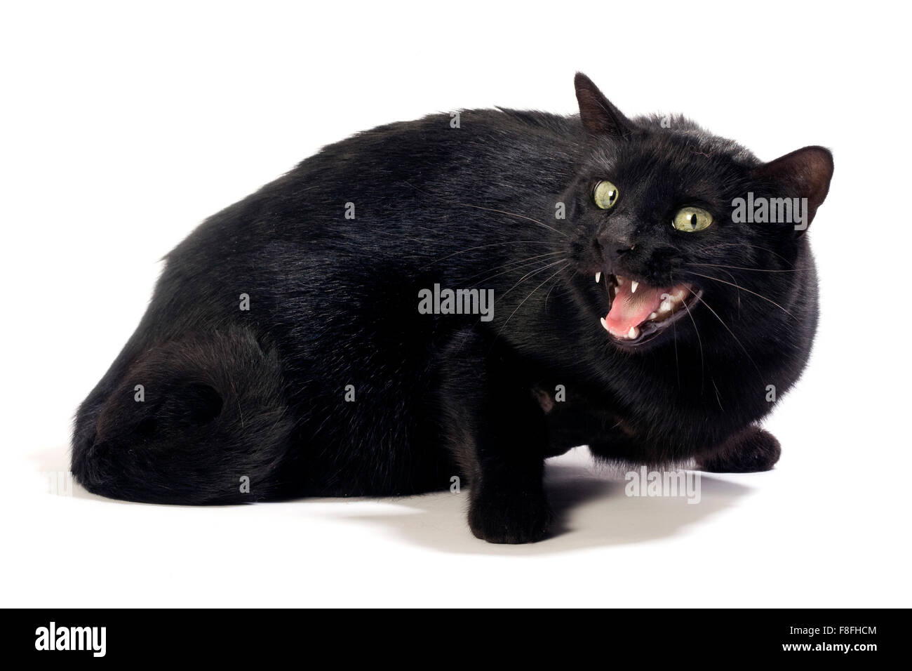 Black cat sitting in Cut Out Stock Images & Pictures - Alamy