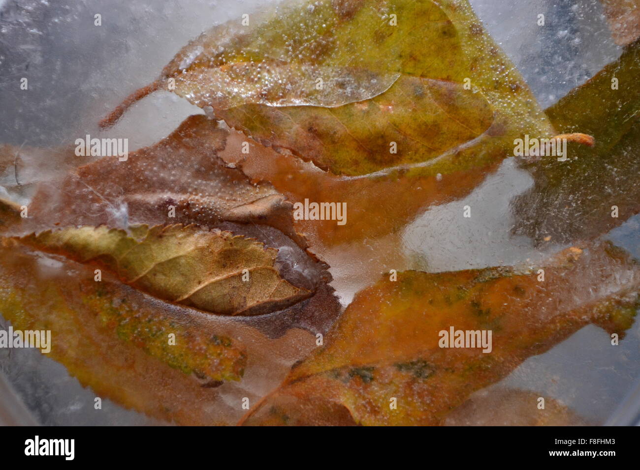 Frozen leaves in ice Stock Photo - Alamy