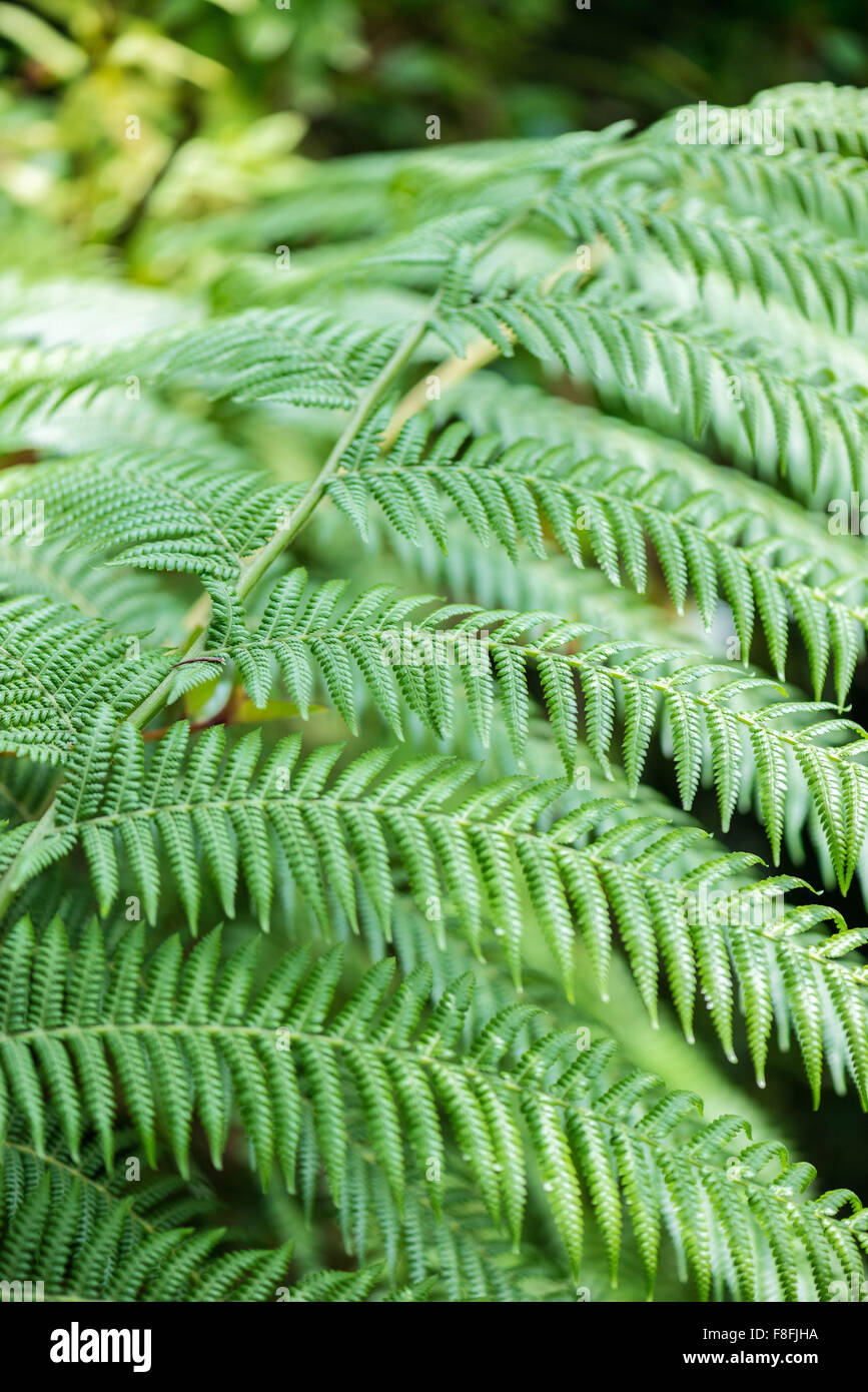 Close up of fern leaves Stock Photo - Alamy