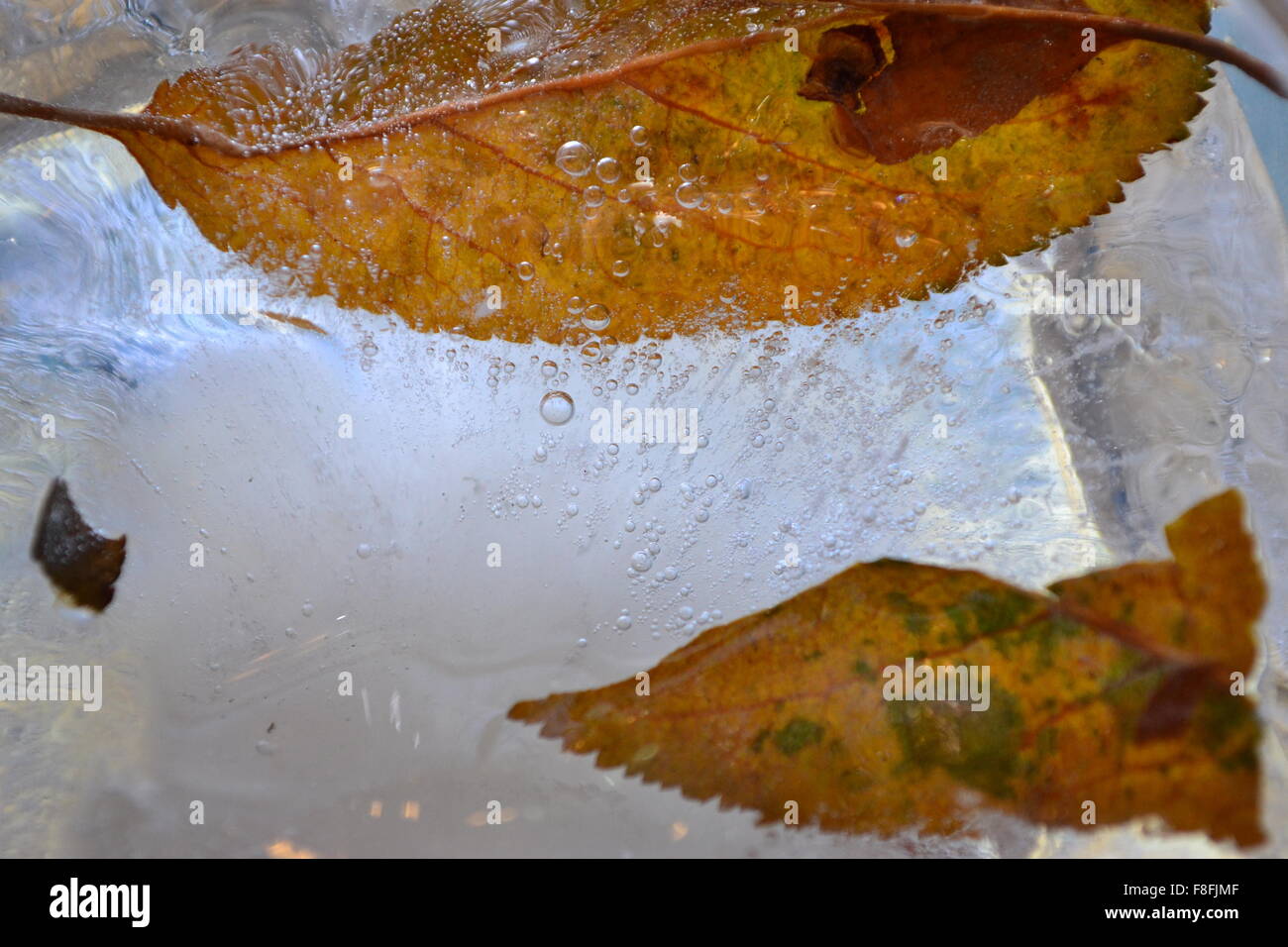 Ice and leaves hi-res stock photography and images - Alamy