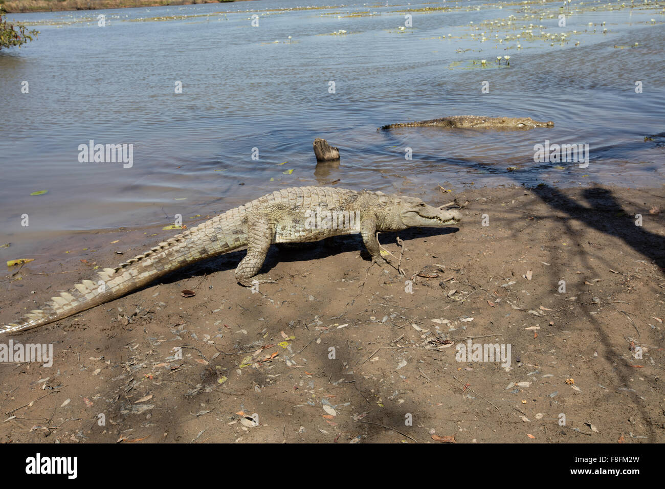 Sabou hi-res stock photography and images - Alamy