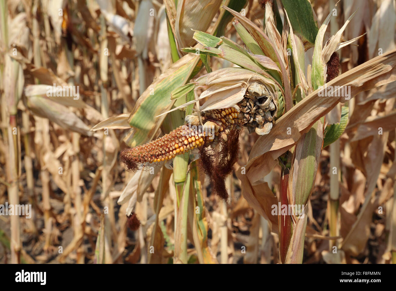 Corn Plant Damage Stock