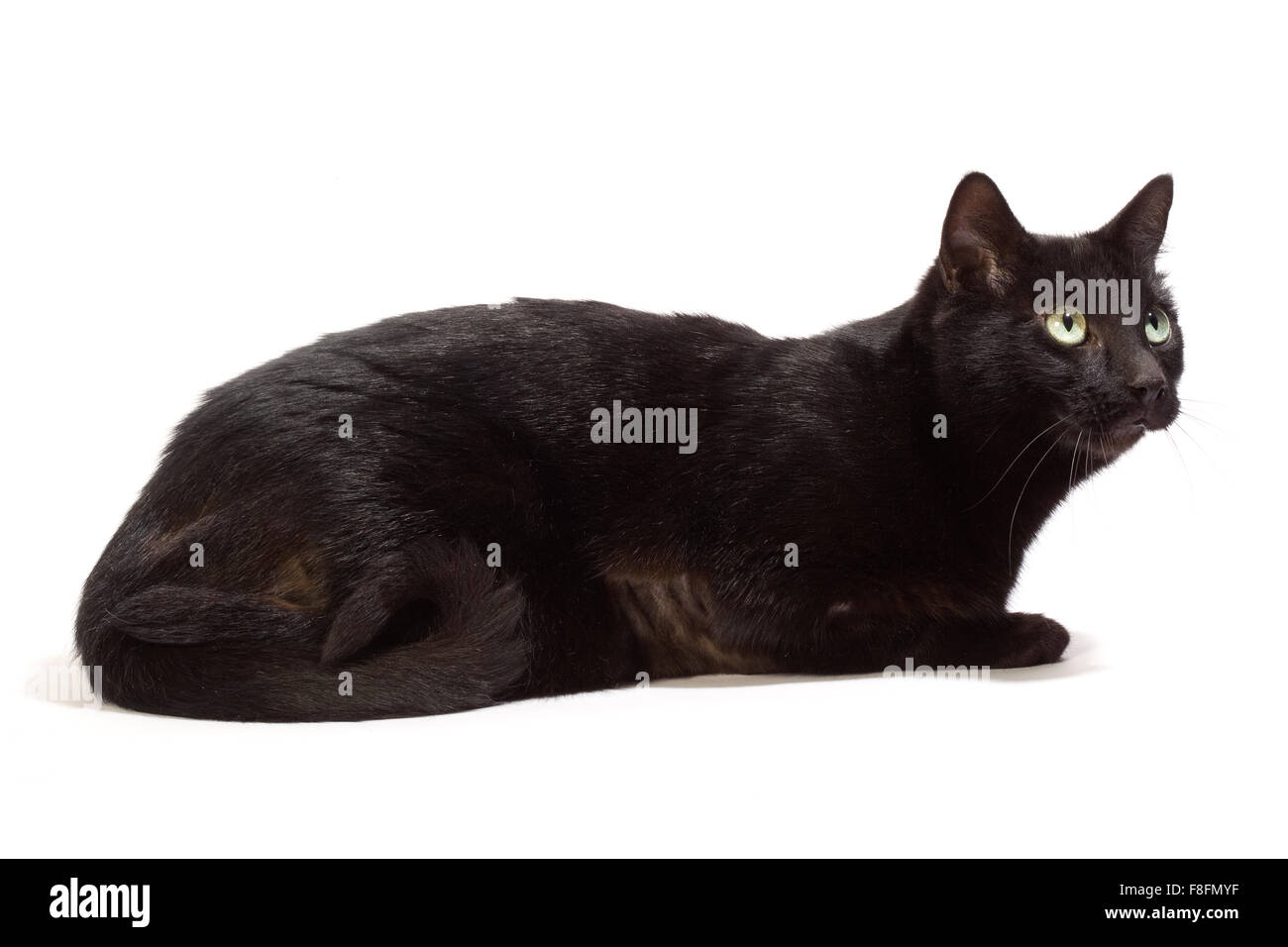 Black cat sitting in Cut Out Stock Images & Pictures - Alamy