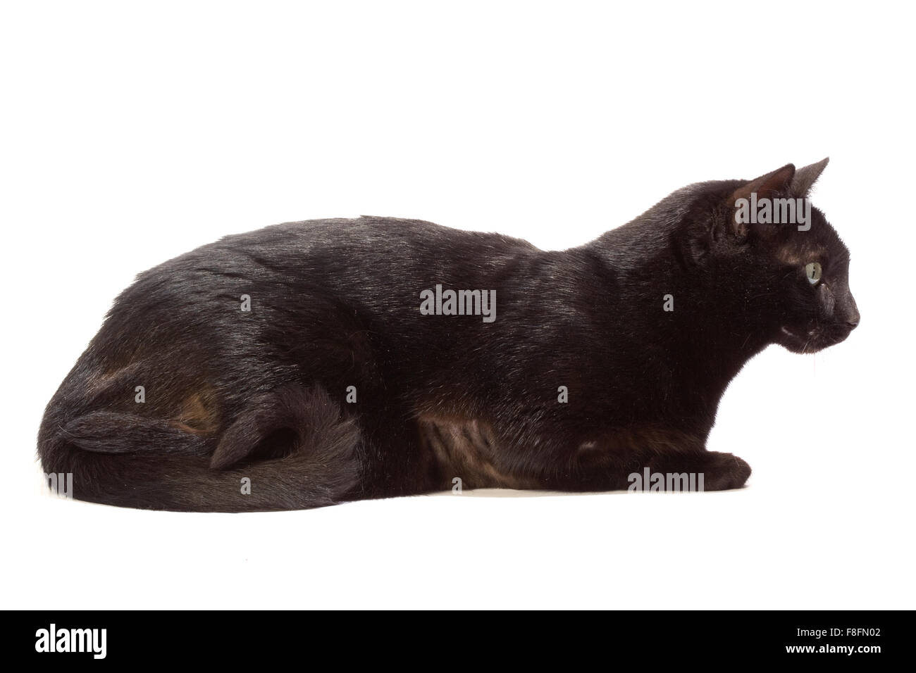 Black cat in different positions Stock Photo - Alamy