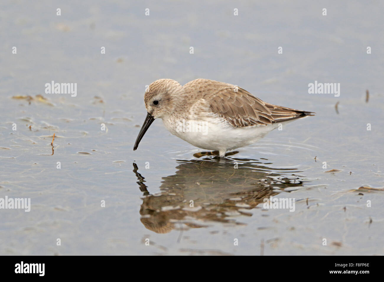 Dunlin feeding in winter plumage in Portugal Stock Photo - Alamy