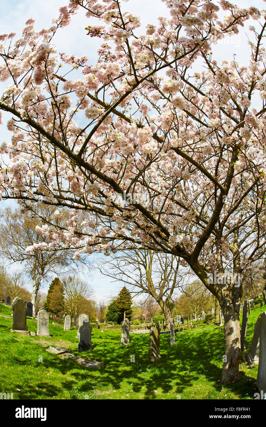 cherry blossom tree in a Church Cemetery, Nottingham, England, UK Stock ...