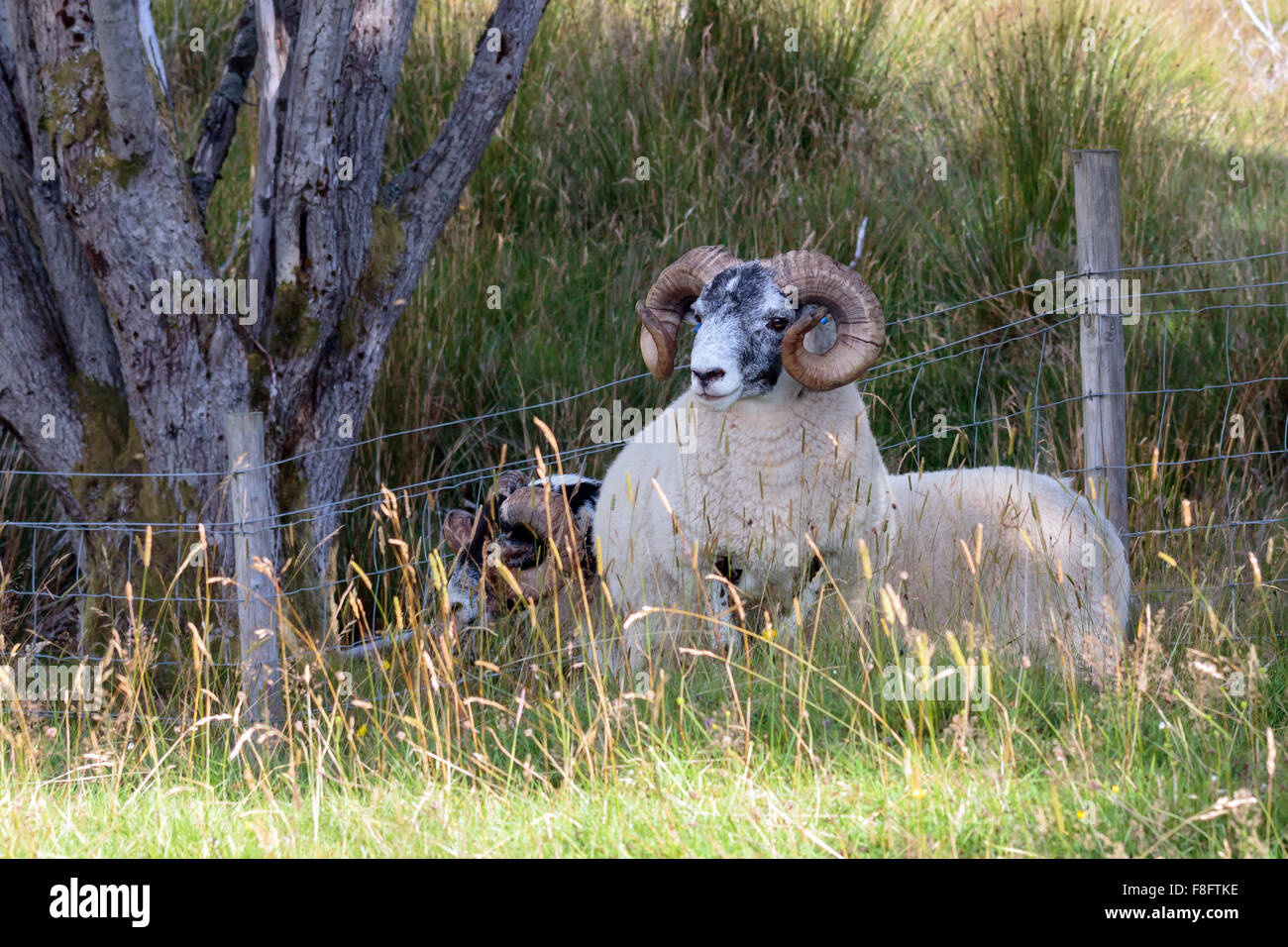 Scottish blackface sheep hi-res stock photography and images - Alamy
