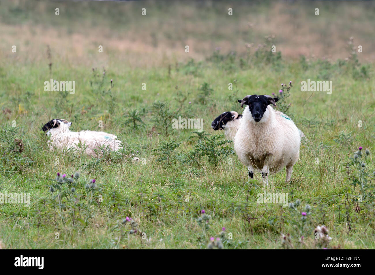 Scottish Blackface Sheep standing in a Scottish meadow Stock Photo - Alamy