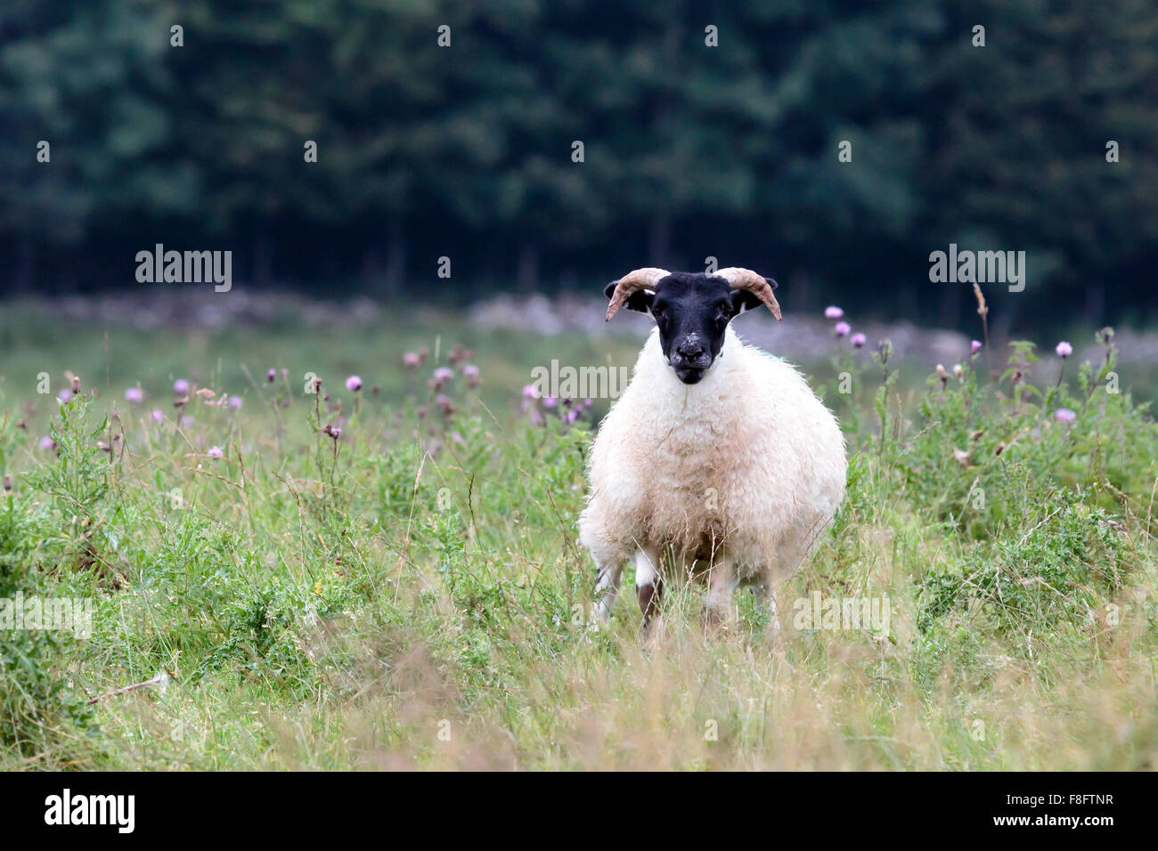 Scottish Blackface Sheep standing in a Scottish meadow Stock Photo - Alamy