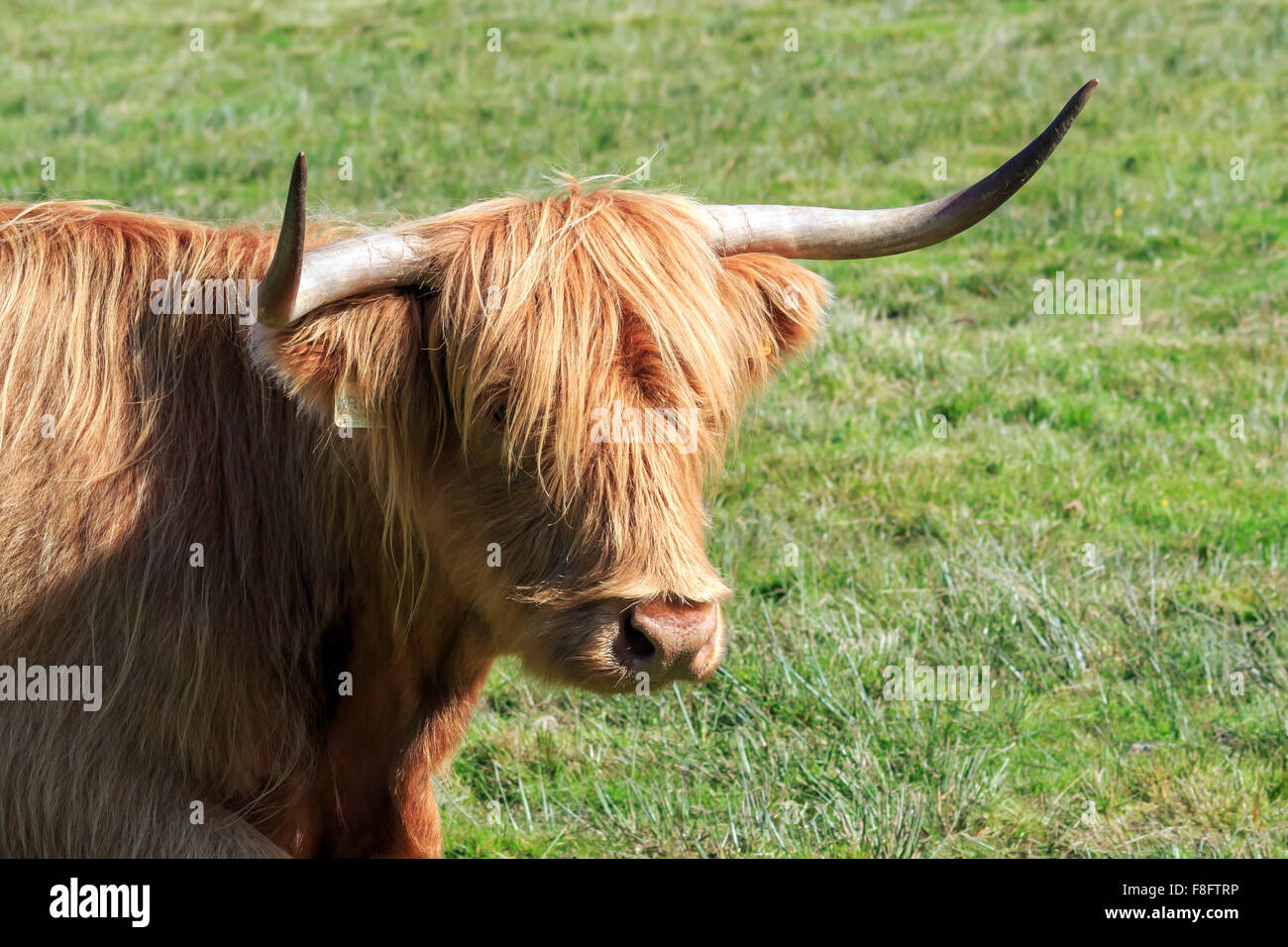 Sunlit portrait of a Highland Cow Stock Photo - Alamy