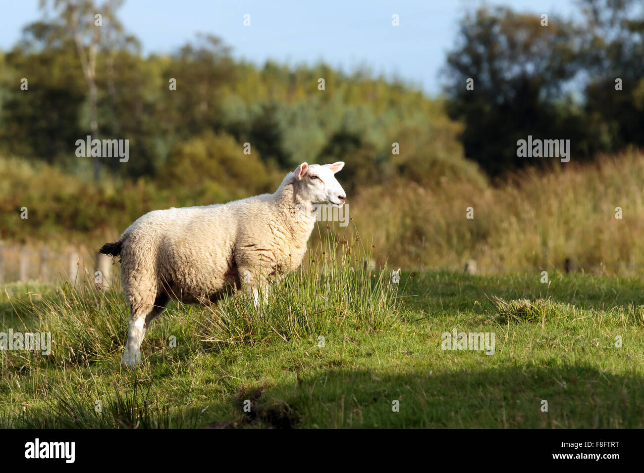 Single Scottish Cheviot Sheep standing on a Sottish hillside Stock ...