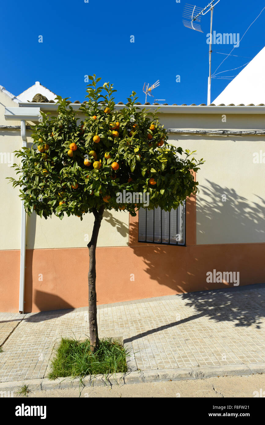 Andalusia orange tree hi-res stock photography and images - Alamy