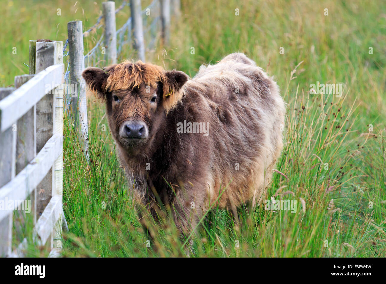 Highland cow scotland hi-res stock photography and images - Alamy