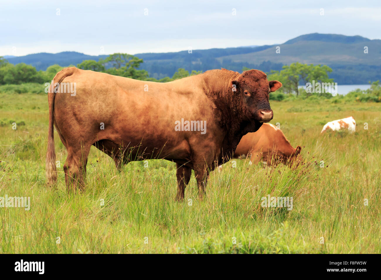 Brown Dexter Bull standing in field in the Scottish Highlands Stock ...