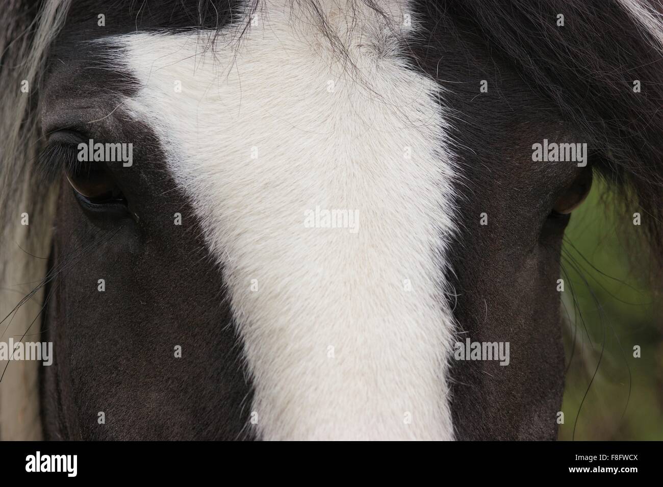 Close up horses face Stock Photo - Alamy