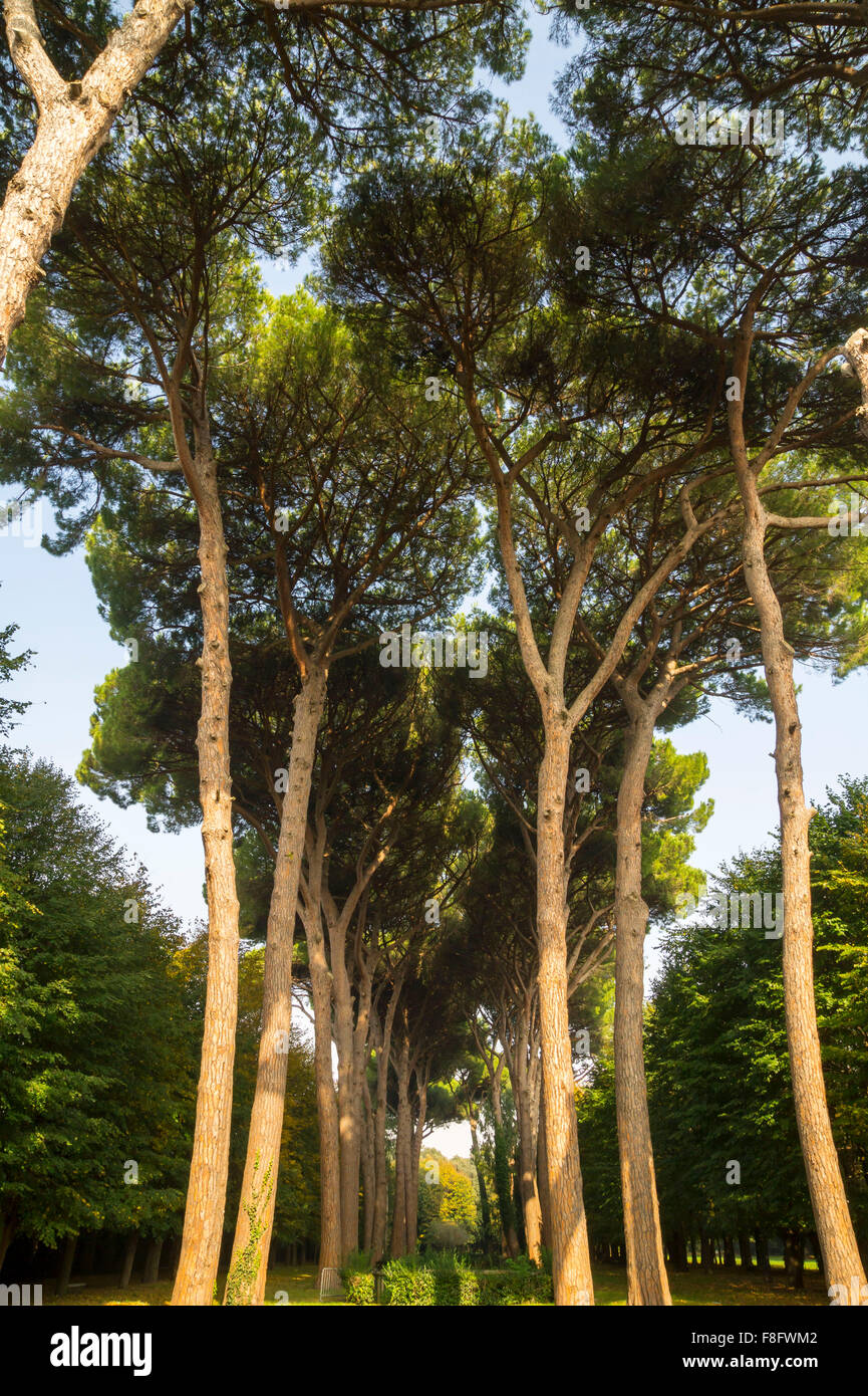 Italian stone pine forest,also called umbrella pine Stock Photo - Alamy