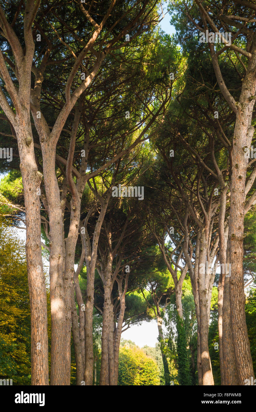 Called the italian stone pine hi-res stock photography and images - Alamy